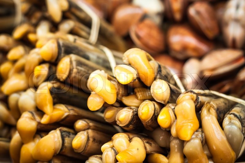 Close up of bamboo clams seafood. | Stock image | Colourbox