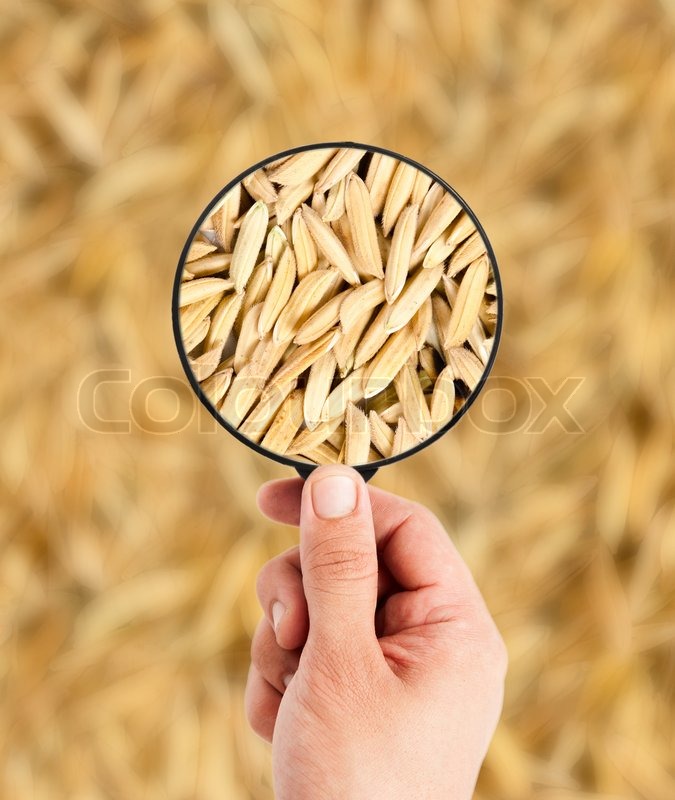 Rice paddy with Magnifying glass | Stock image | Colourbox