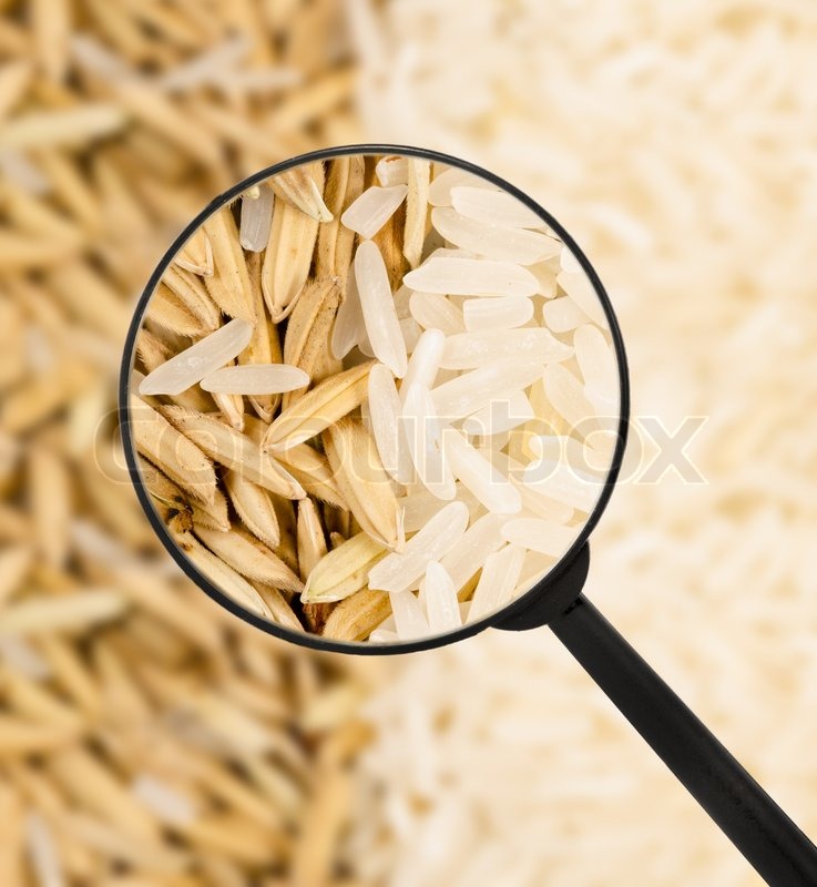 Rice grain with Magnifying glass | Stock image | Colourbox