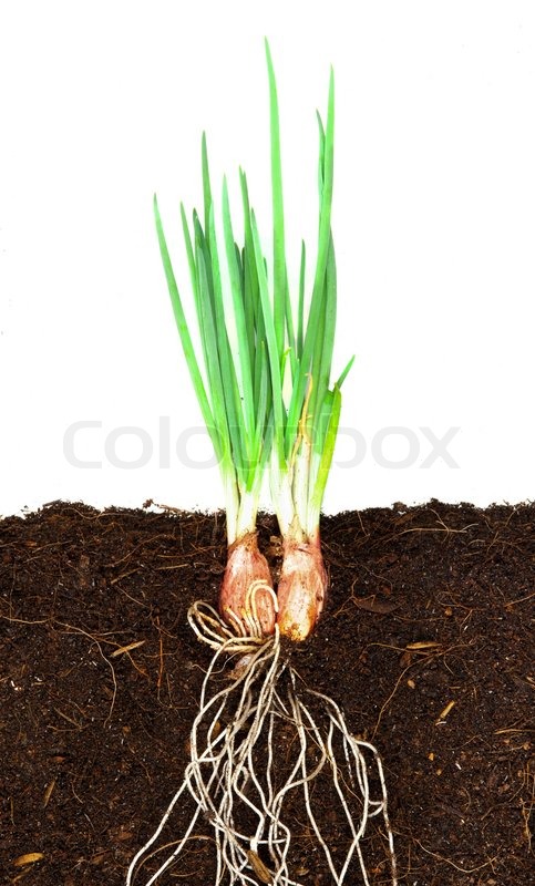 Onion Growing plant with underground ... | Stock image | Colourbox