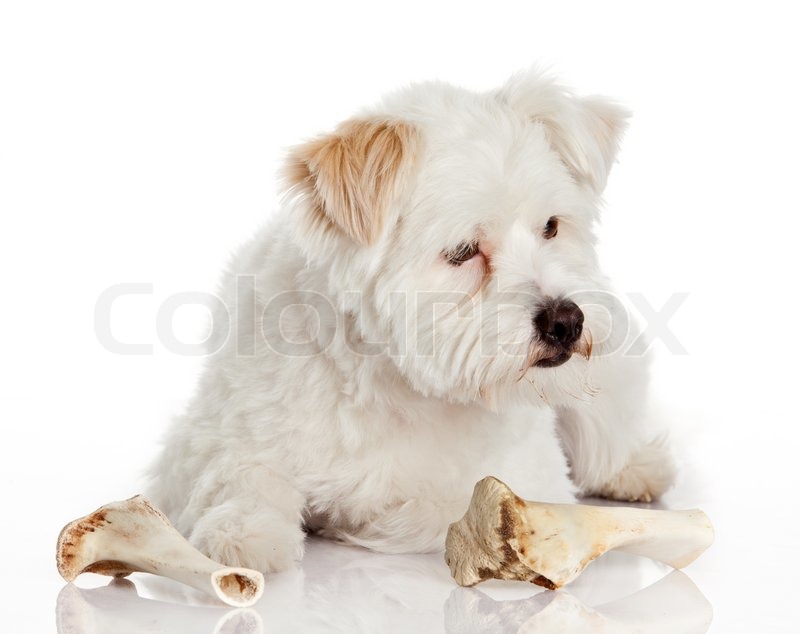 Hund mit Knochen, die isoliert auf ... | Stock Bild | Colourbox