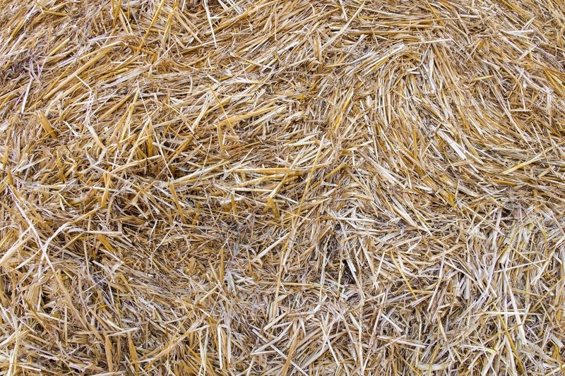 Texture of straw close up, abstract ... | Stock image | Colourbox