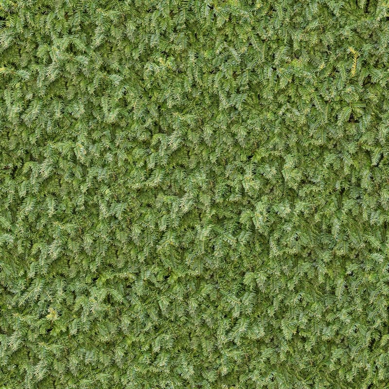 Nadel-grüne Fläche. nahtlose Textur. | Stock Bild | Colourbox