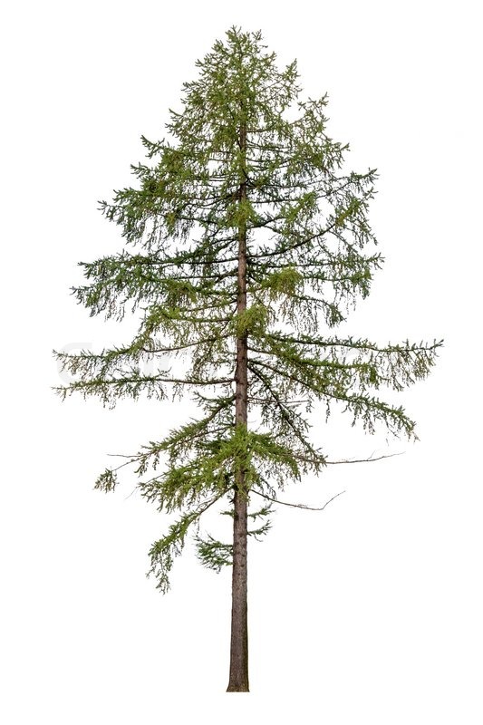 Große europäische Lärche Baum ... | Stock Bild | Colourbox