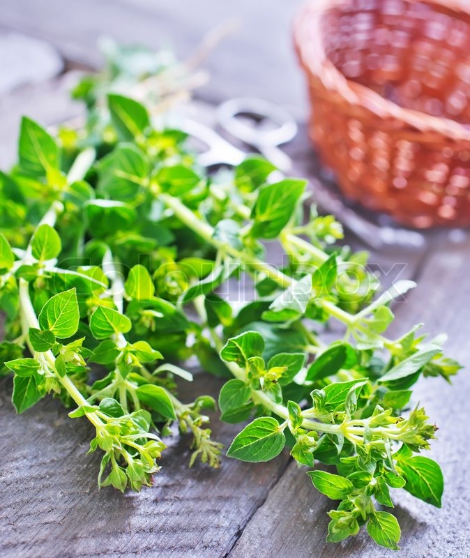 Oregano | Stock image | Colourbox