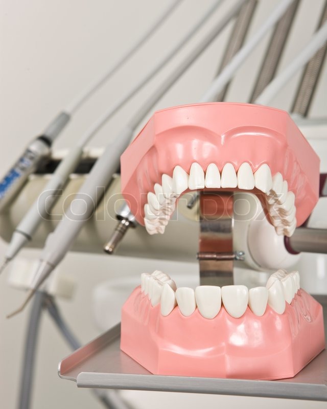 Model of teeth used by dentists | Stock image | Colourbox