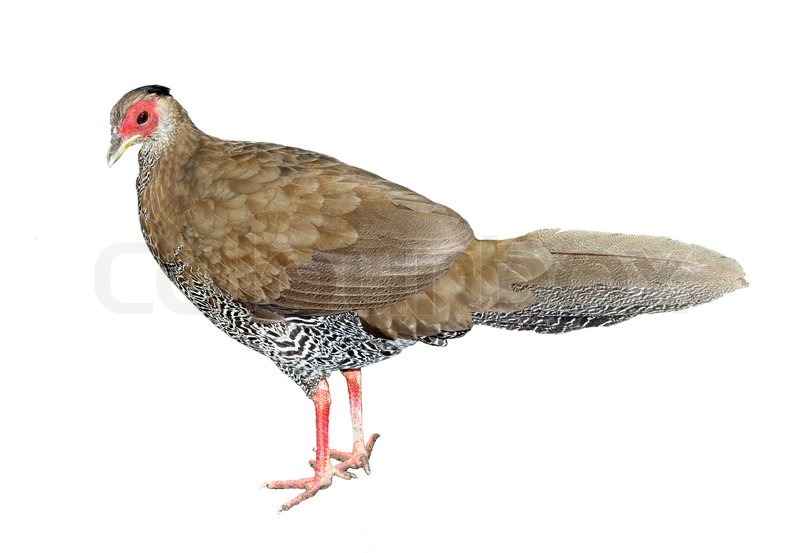 Image of wild fowl isolated on white ... | Stock image | Colourbox