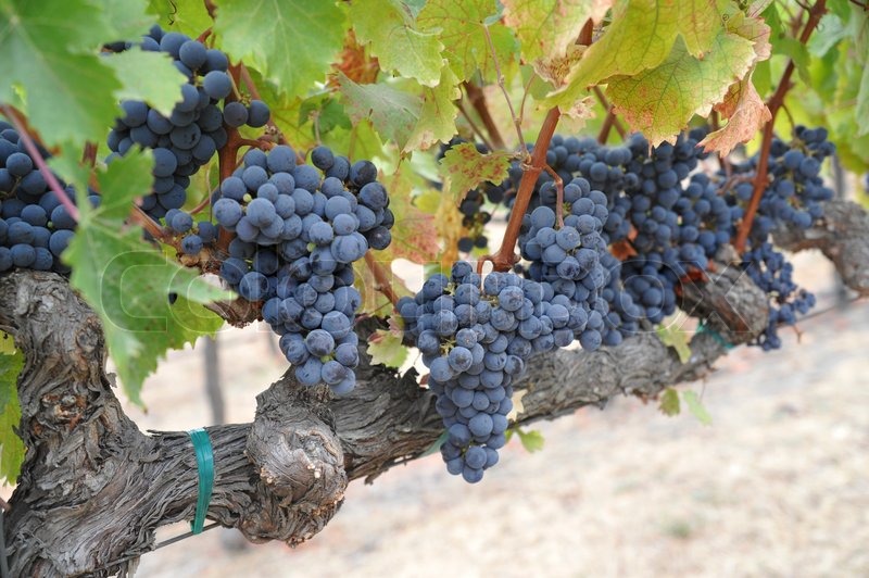 Grape, branches, napa county | Stock Photo | Colourbox