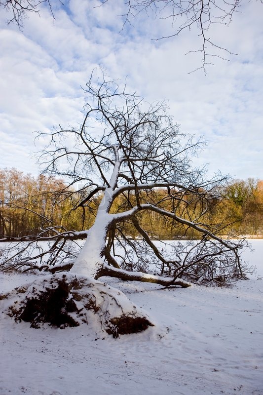 Fallen tree with snow | Stock image | Colourbox