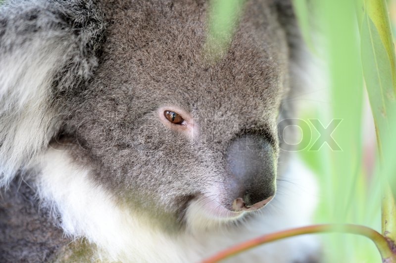 A close up shot of an Australian Koala | Stock image | Colourbox