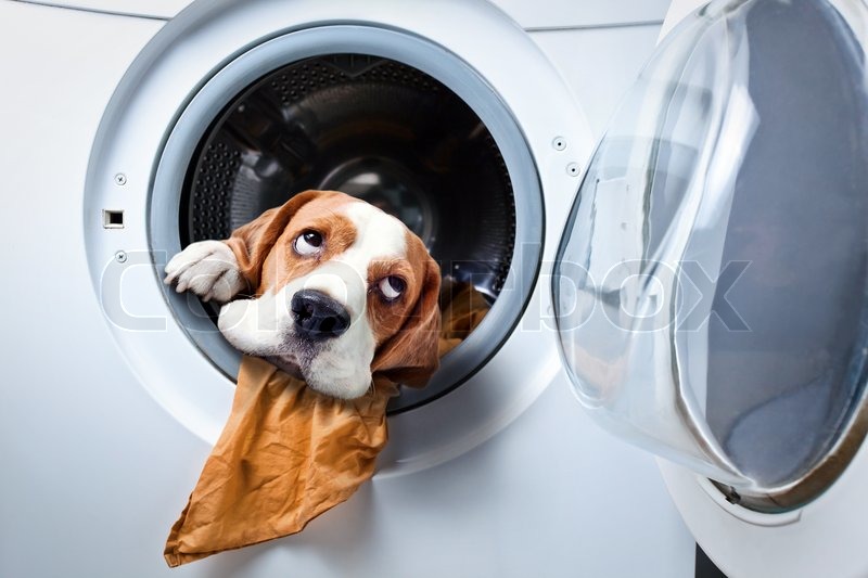 Dog after washing in a washing machine | Stock image | Colourbox