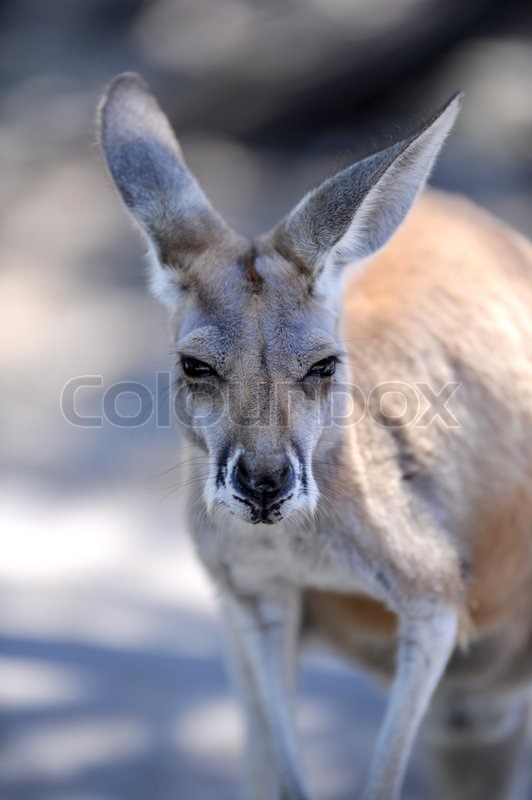A close up shot of an Australian ... | Stock image | Colourbox