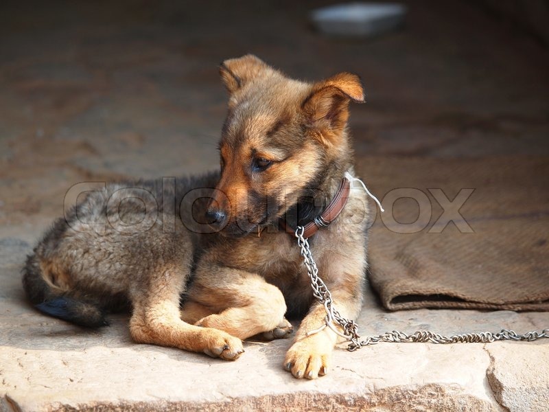 Sad lonely dog in a chains | Stock image | Colourbox