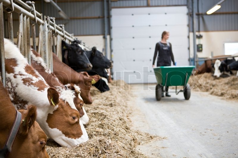 Woman working on a farm | Stock image | Colourbox