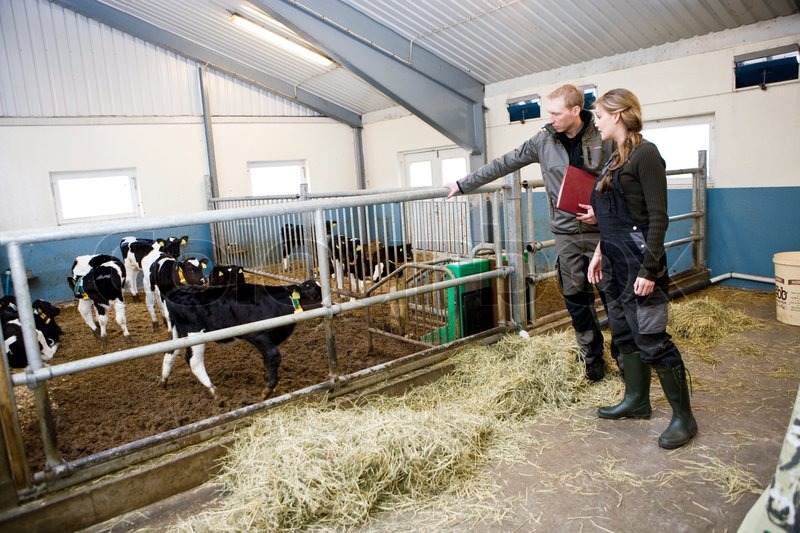 Farmers in a stable | Stock image | Colourbox