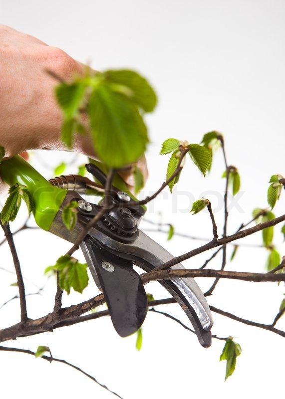 Cutting a bush with garden scissors | Stock image | Colourbox