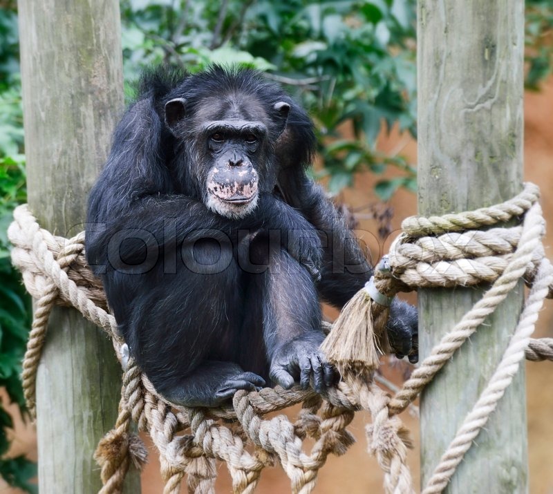 Schimpanse | Stock Bild | Colourbox