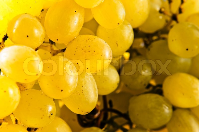 Traube | Stock Bild | Colourbox