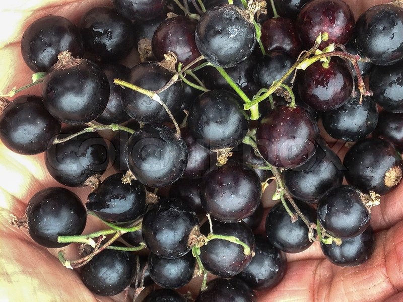 Blackcurrant | Stock image | Colourbox