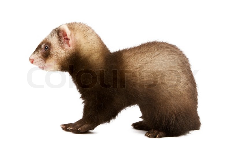 Frettchen | Stock Bild | Colourbox