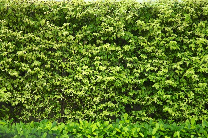 Bush fence | Stock image | Colourbox