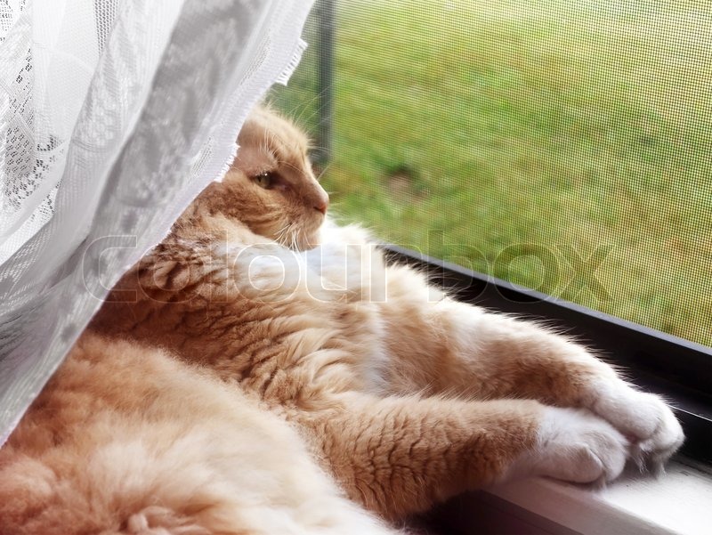 Katze Fenster | Stock Bild | Colourbox
