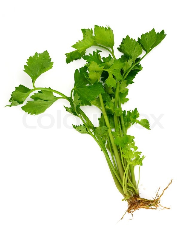 Cilantro isolated on white | Stock image | Colourbox
