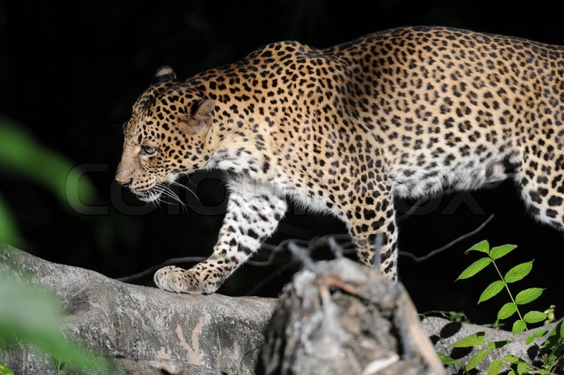 A close up shot of an African Leopard | Stock image | Colourbox
