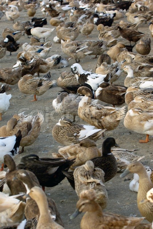 A free range duck farm | Stock image | Colourbox
