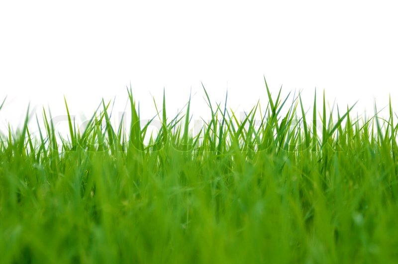 Grass Isolated | Stock image | Colourbox