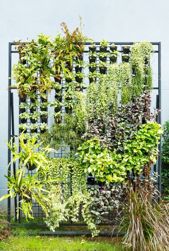 Beautiful vertical garden in city ... | Stock image | Colourbox