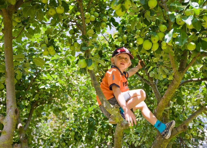 A young boy sitting on an apple tree | Stock image | Colourbox