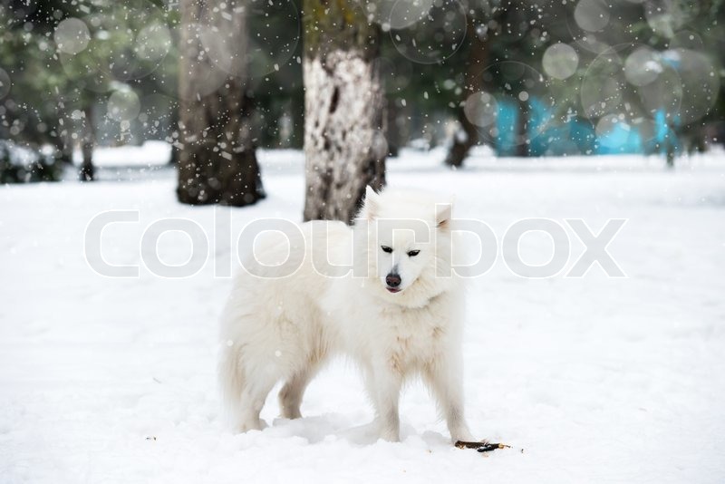 Weißer husky | Stock Bild | Colourbox