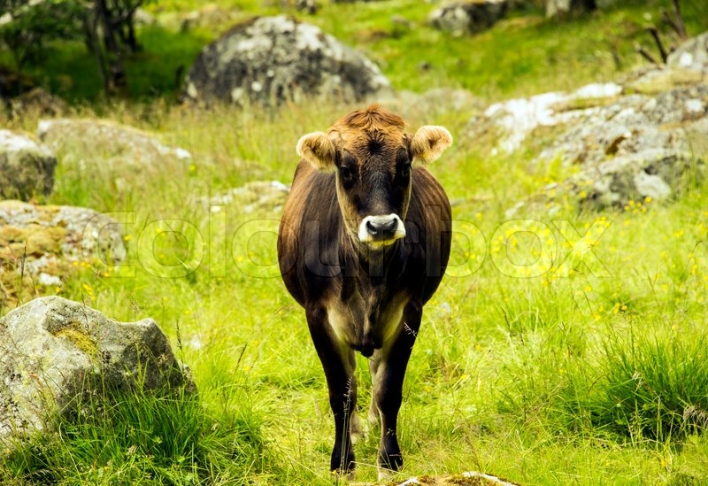 Kalb | Stock Bild | Colourbox