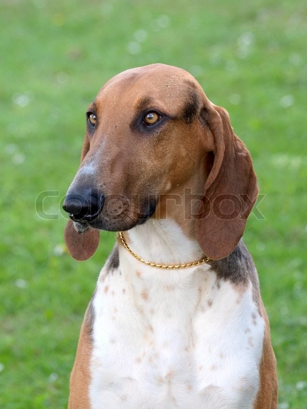 How Much Does A Poitevin Hound Cost
