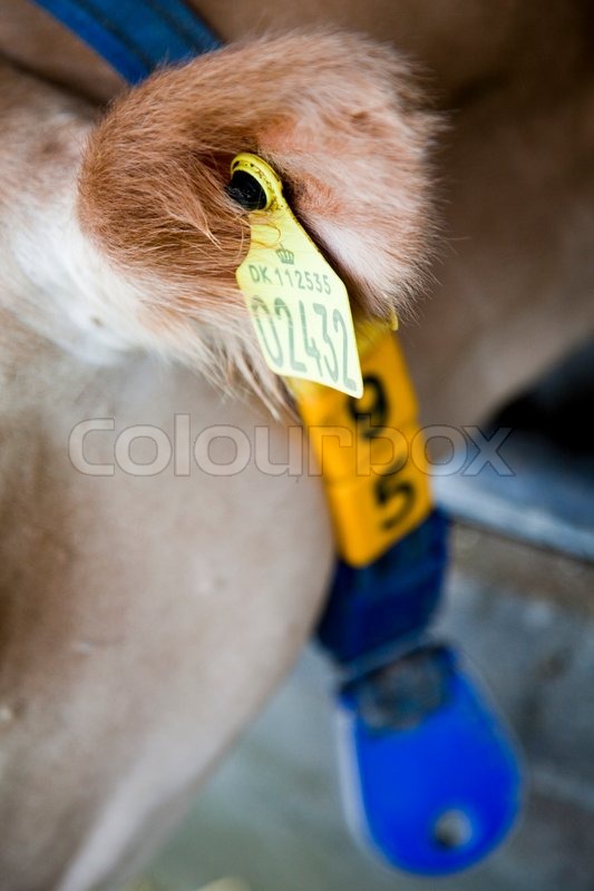 Cow with an ear tag | Stock image | Colourbox