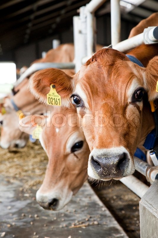 Cow livestock inside a barn | Stock image | Colourbox