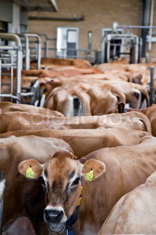 Cow livestock inside a barn | Stock image | Colourbox