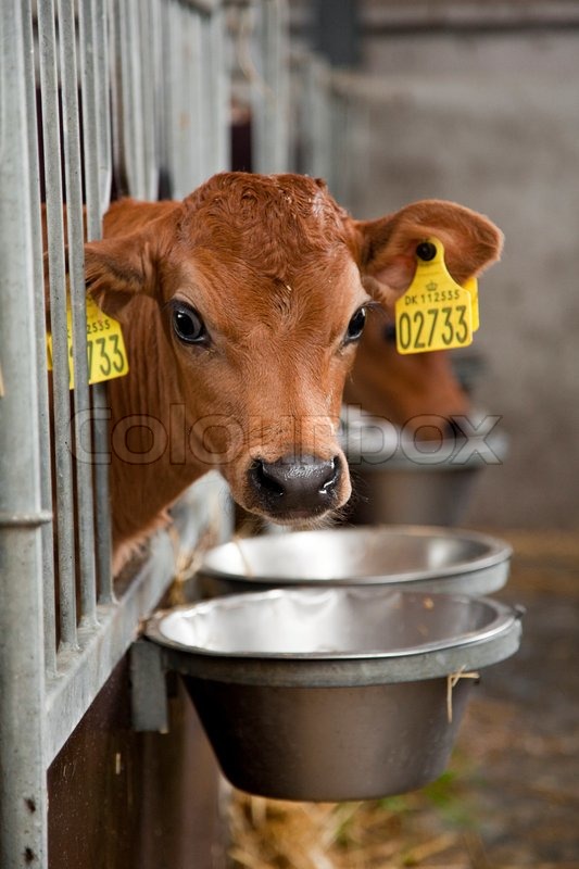 Cow livestock inside a barn | Stock image | Colourbox