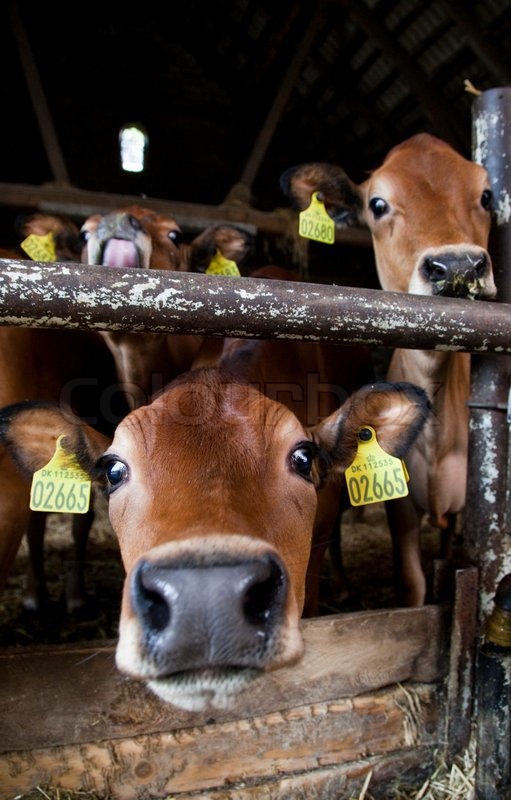 Cow livestock inside a barn | Stock image | Colourbox