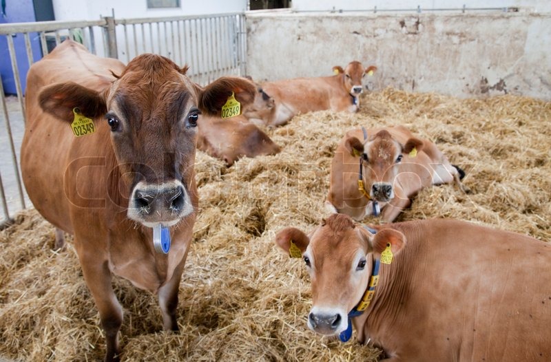 Cow livestock inside a barn | Stock image | Colourbox