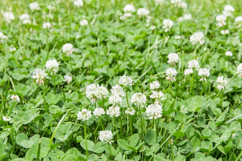 White clover flowers field in summer, ... | Stock image | Colourbox