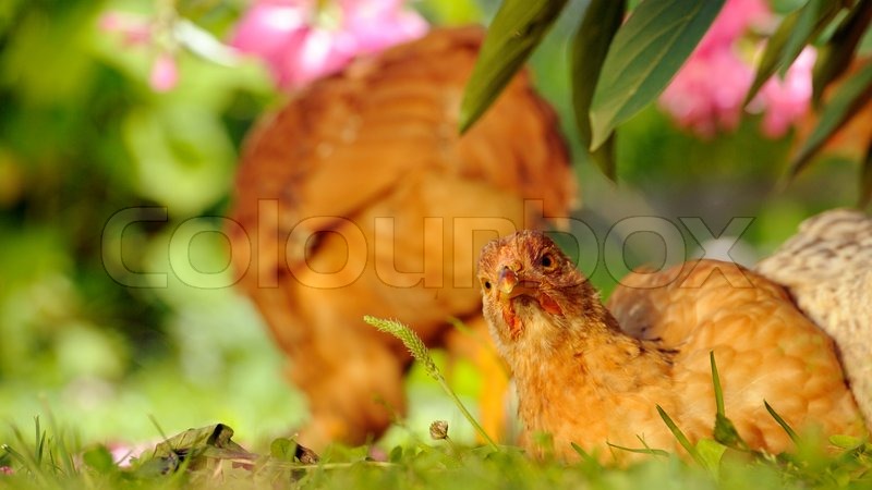 Huhn auf grünem Gras | Stock Bild | Colourbox