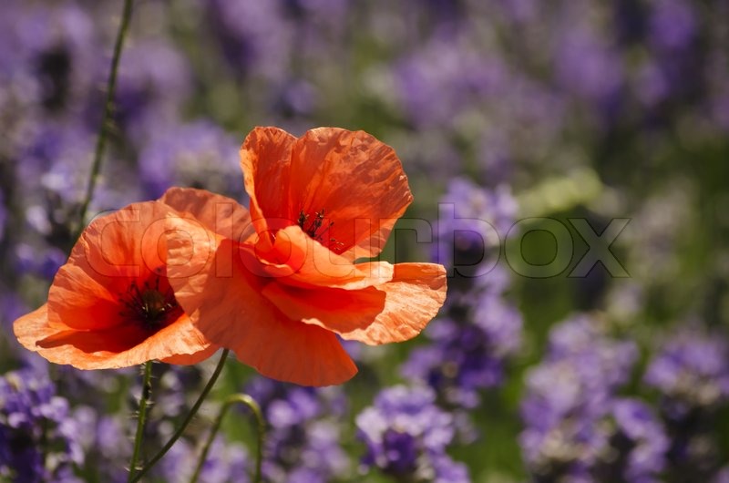 Mohn-Blume | Stock Bild | Colourbox