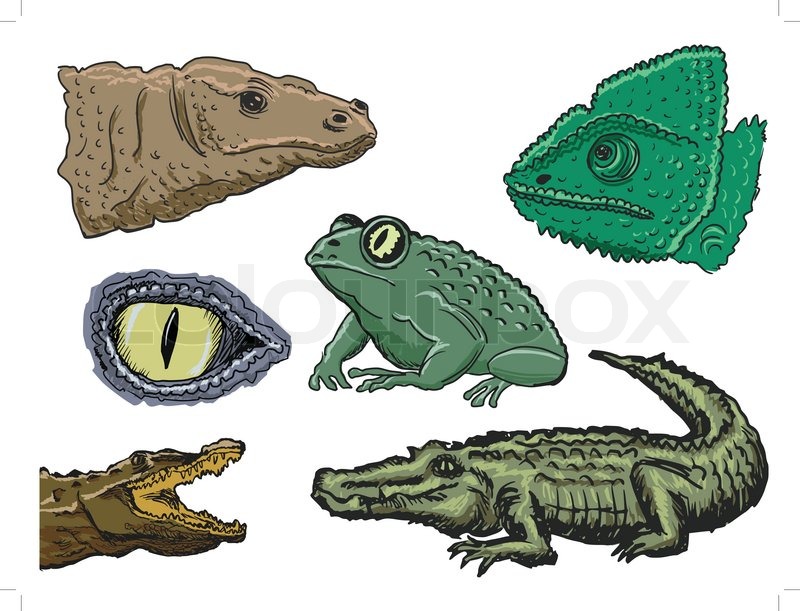 Set of illustrations of reptiles | Stock vector | Colourbox