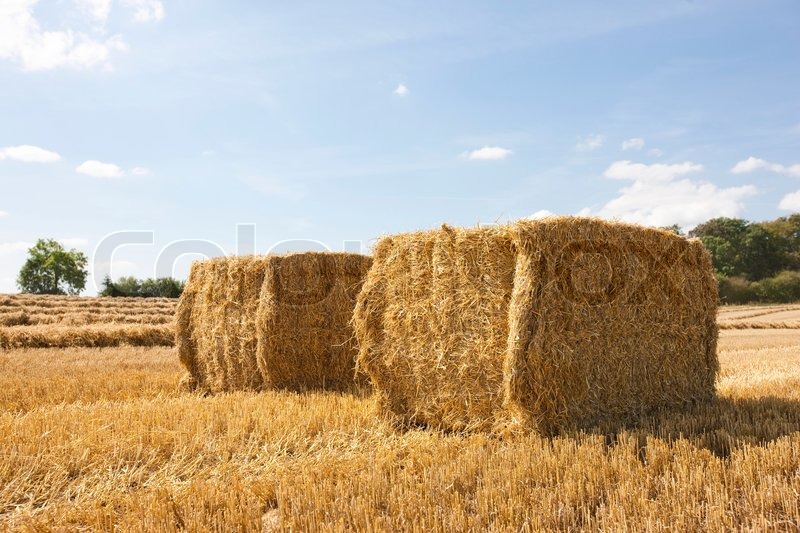 Hay stack in the field | Stock image | Colourbox