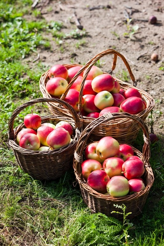 Frische Äpfel im Korb | Stock Bild | Colourbox