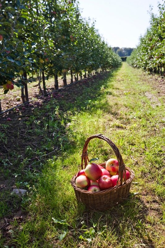 Autumn scene - apple trees in an apple ... | Stock image | Colourbox