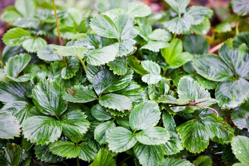 Leaves of strawberry plant | Stock image | Colourbox