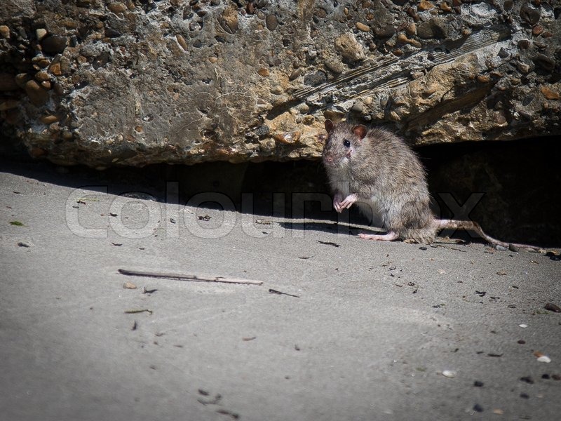 Rat on beach | Stock image | Colourbox